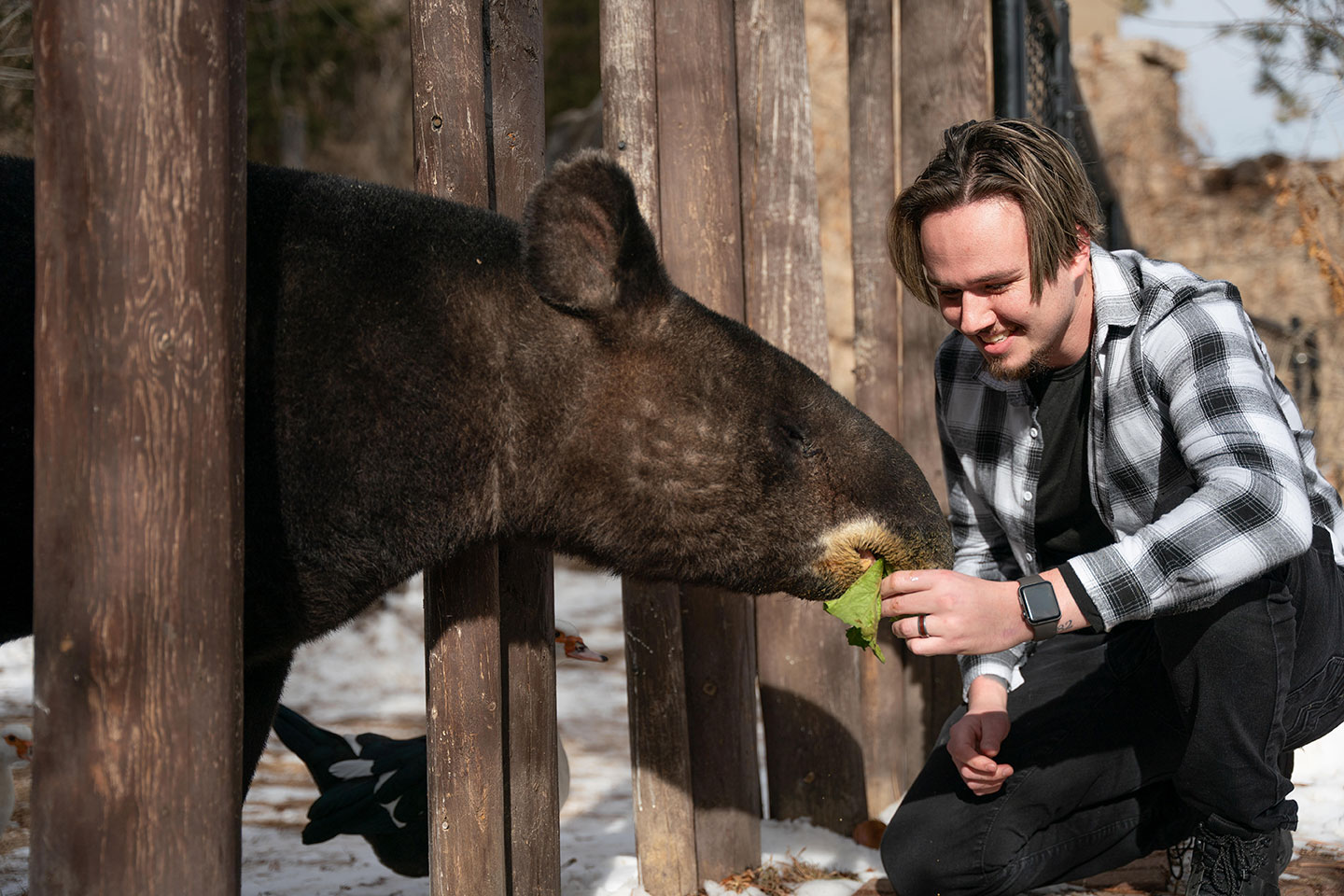 Tapir Encounter - CMZoo