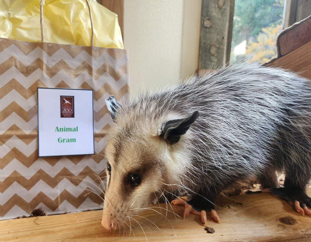 Animal Grams - CMZoo