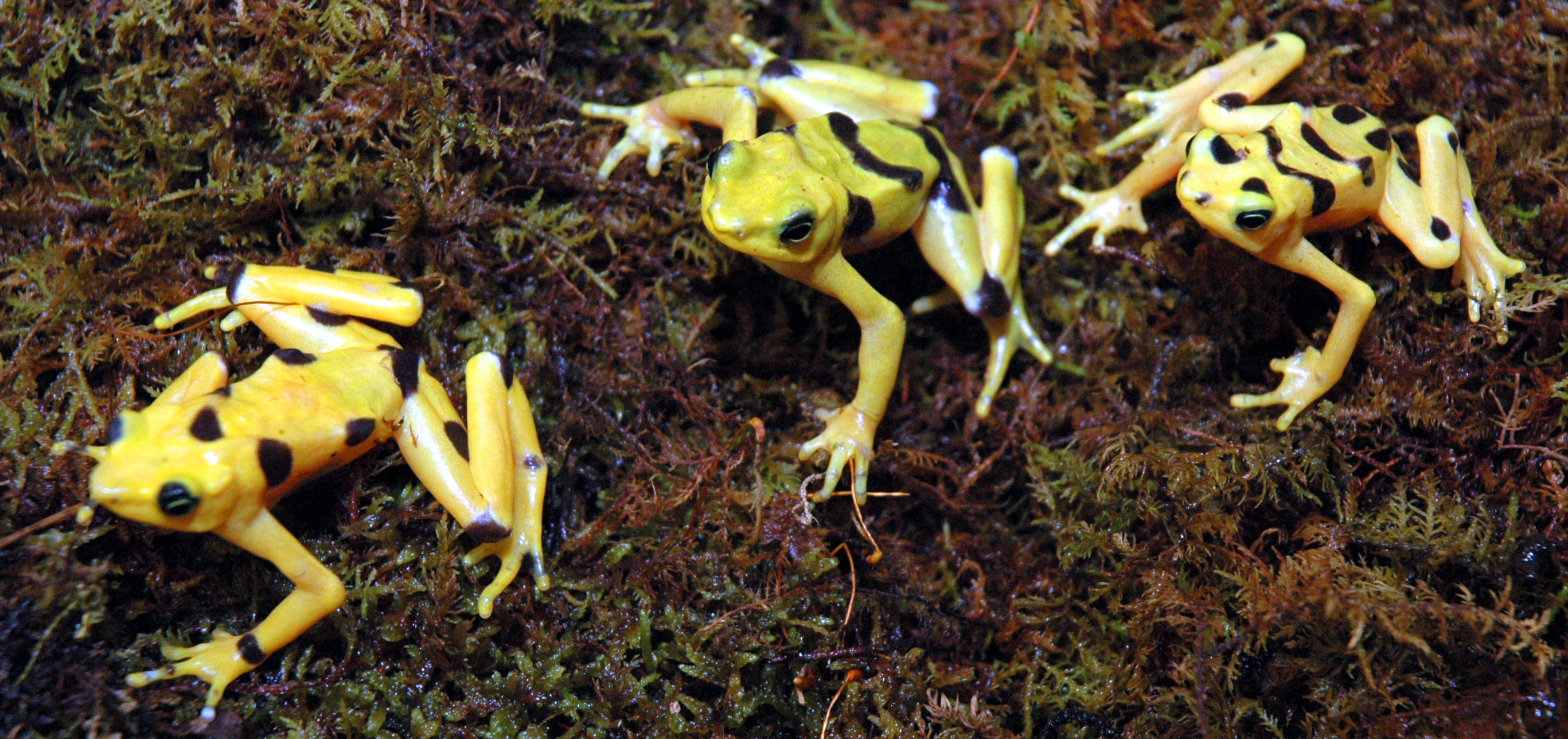 Panamanian Frog Conservation - CMZoo