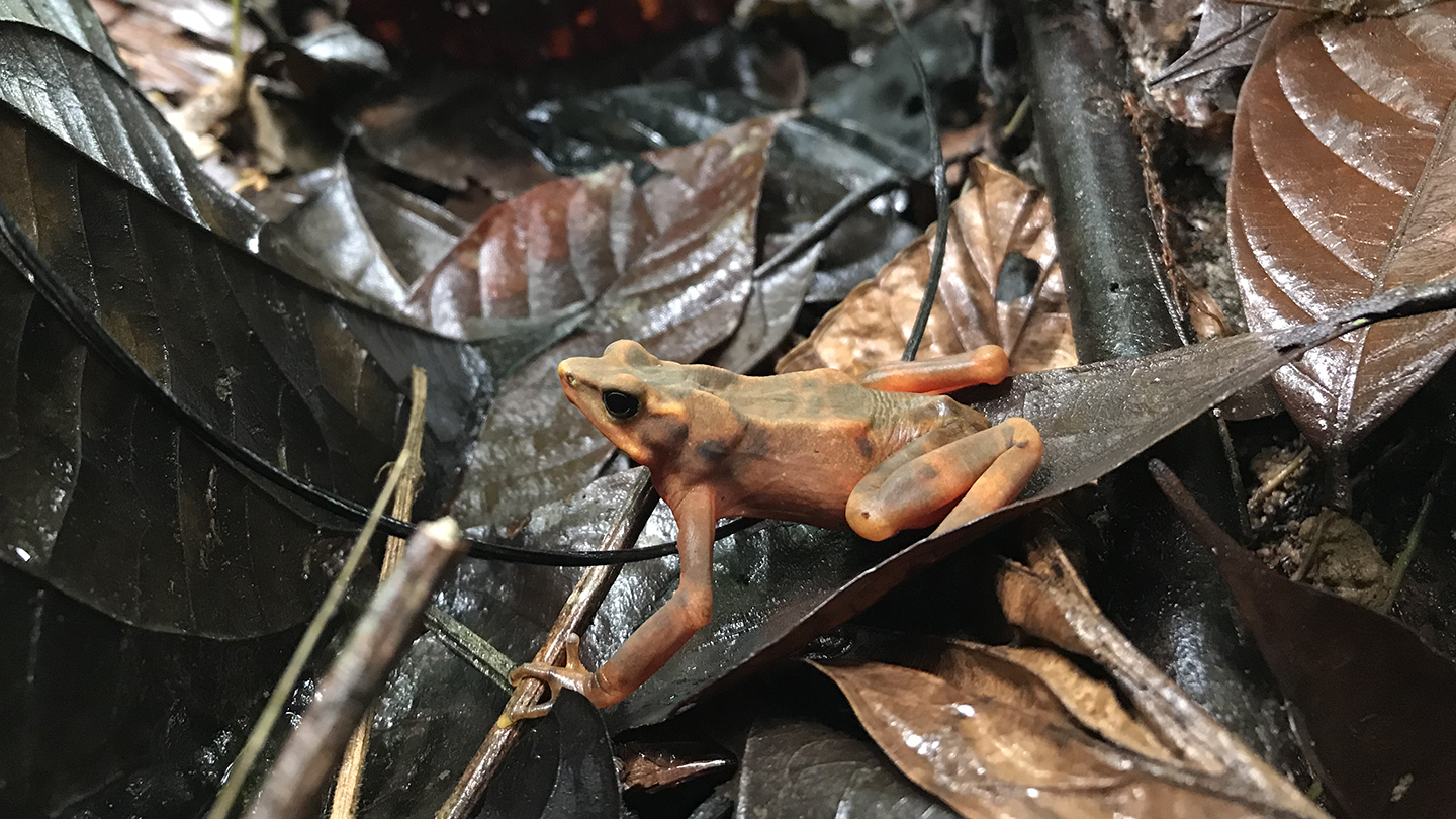 Zoo Vet Participates in Panama Frog Release - CMZoo