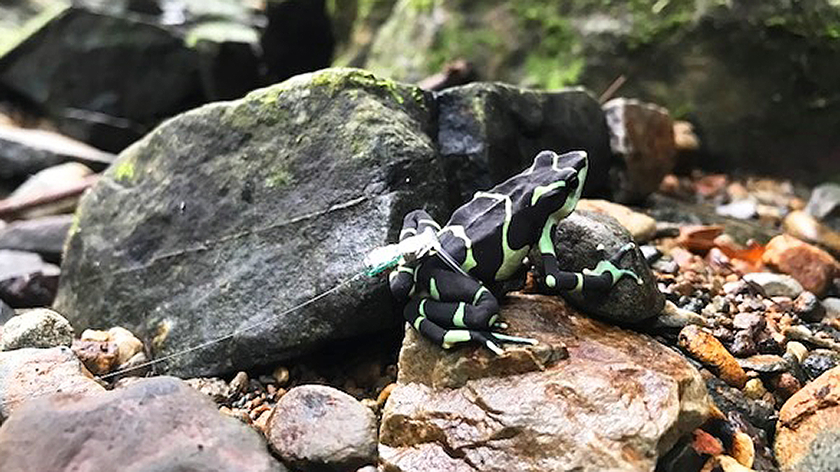 Hopping to Hope - CMZoo