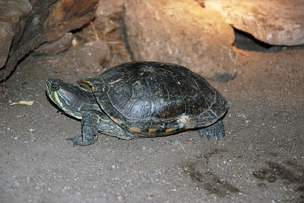 Featured Animals - Red-Eared Slider Turtle - CMZoo