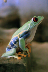 ZOOMobile Ambassadors - CMZoo