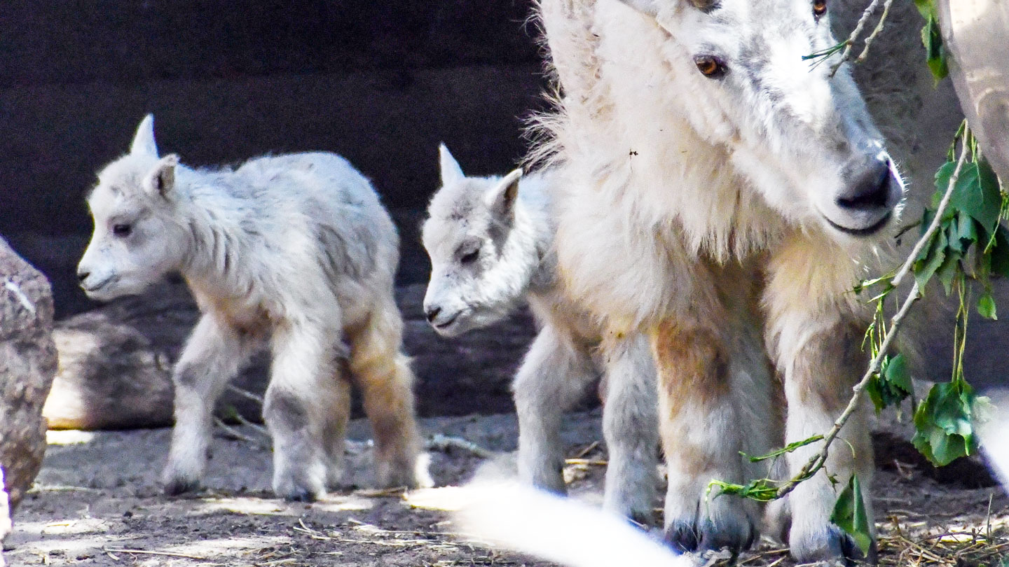 Shout It From The Mountain! - CMZoo