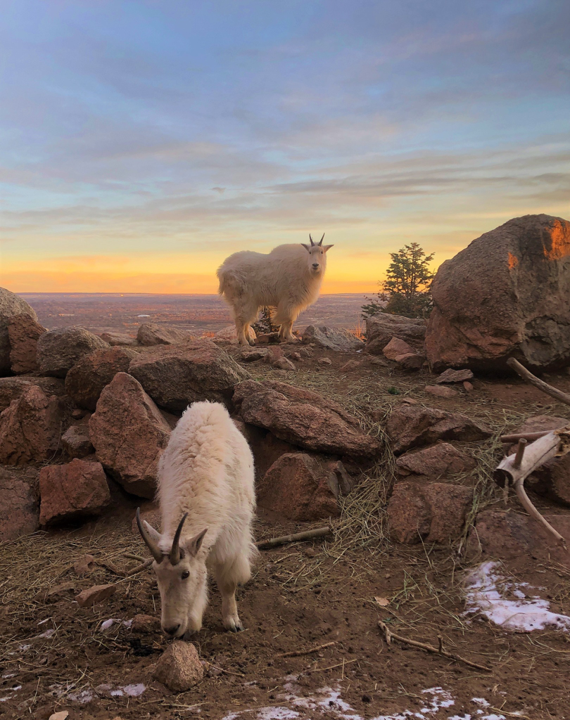 Featured Animals - Rocky Mountain Goat - CMZoo