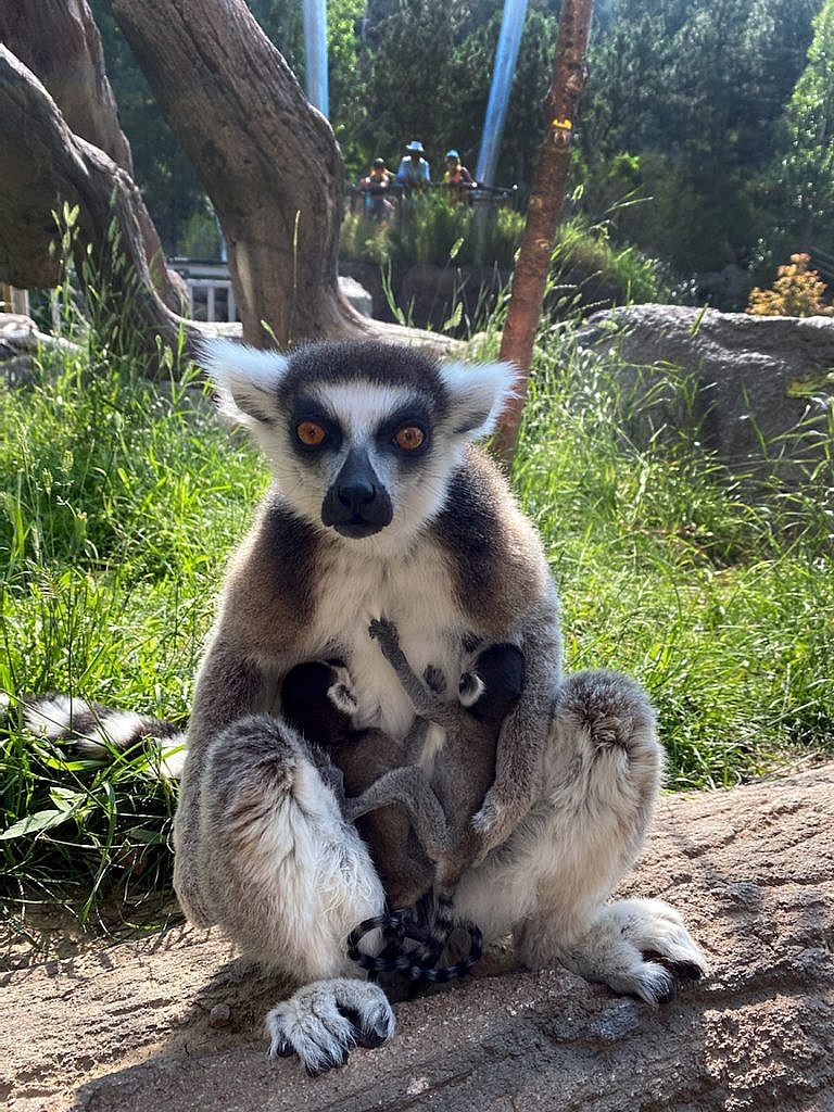 It’s Twins! - CMZoo