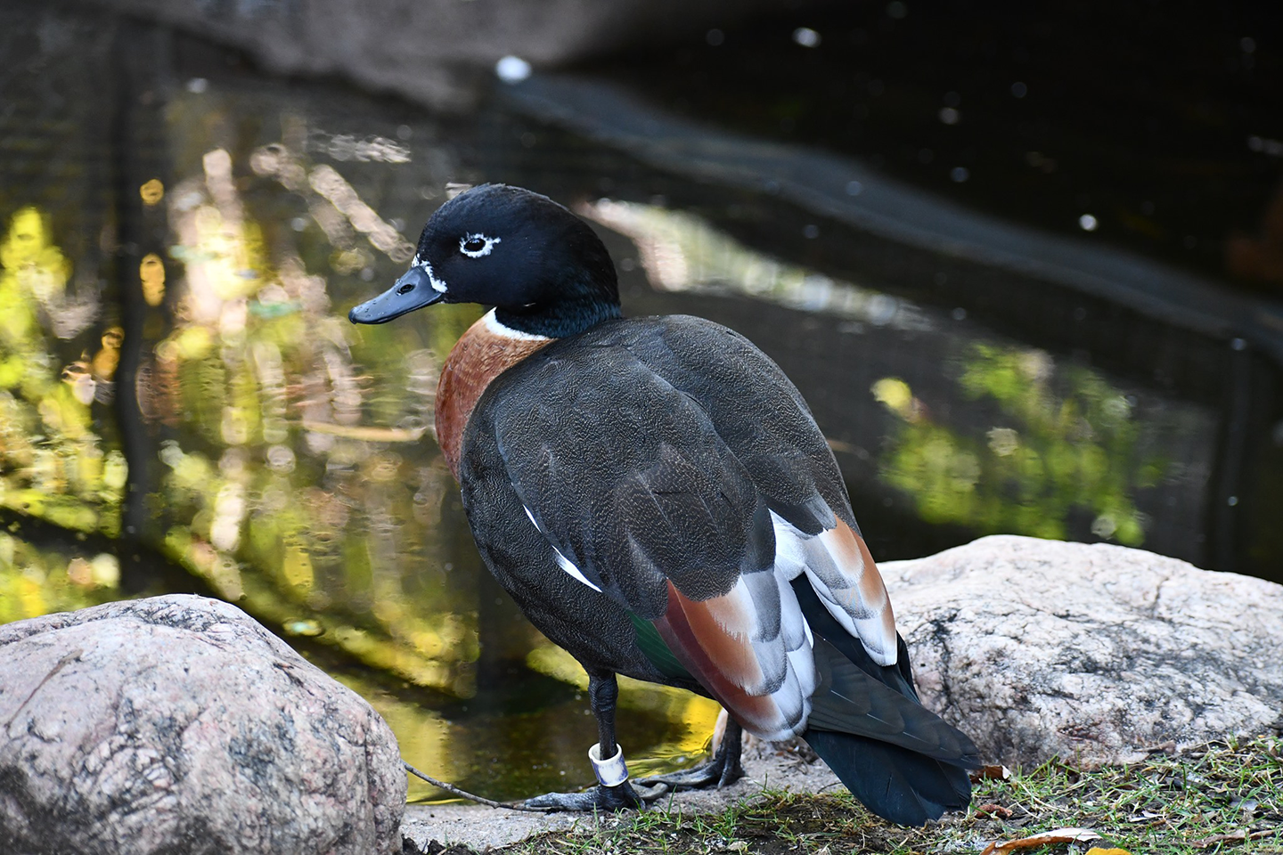Featured Animals - Australian Shelduck - CMZoo