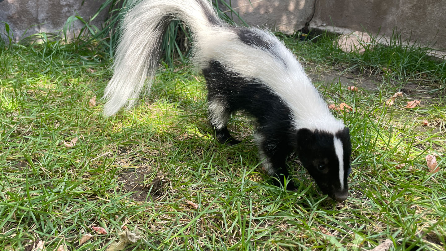 Adopt Choices for Skunk - CMZoo