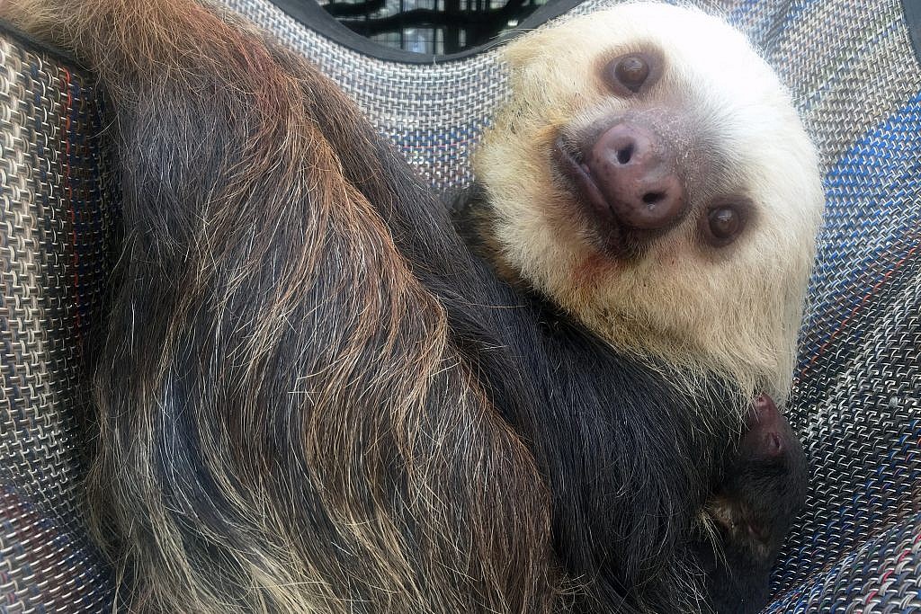 Two-toed Sloth Born At Cheyenne Mountain Zoo - CMZoo