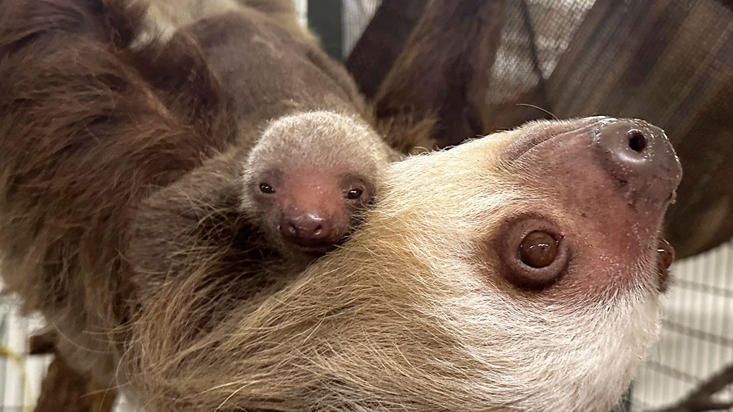 Which Us Zoos Have Sloths There's A New Baby Sloth At The Honolulu Zoo
