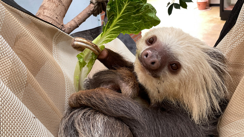 FAQs and Rules - CMZoo