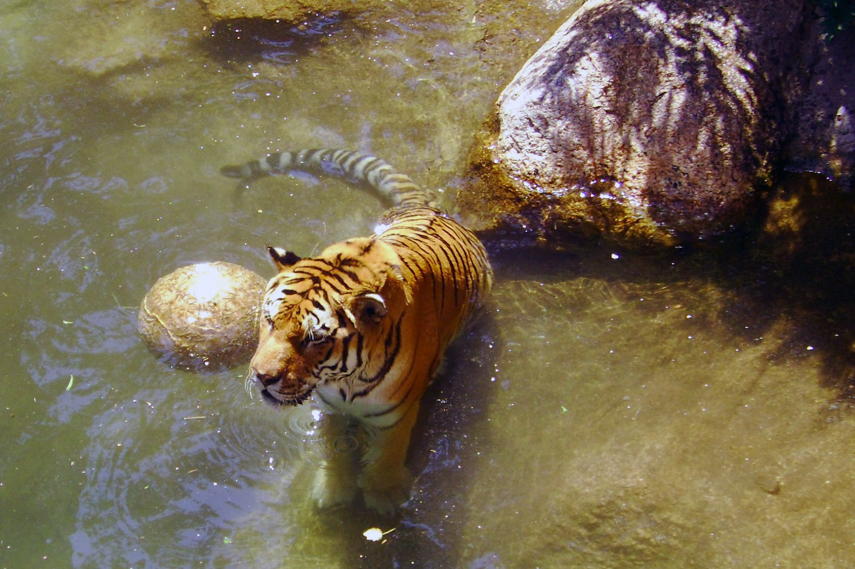 Amur Tiger Encounter - CMZoo