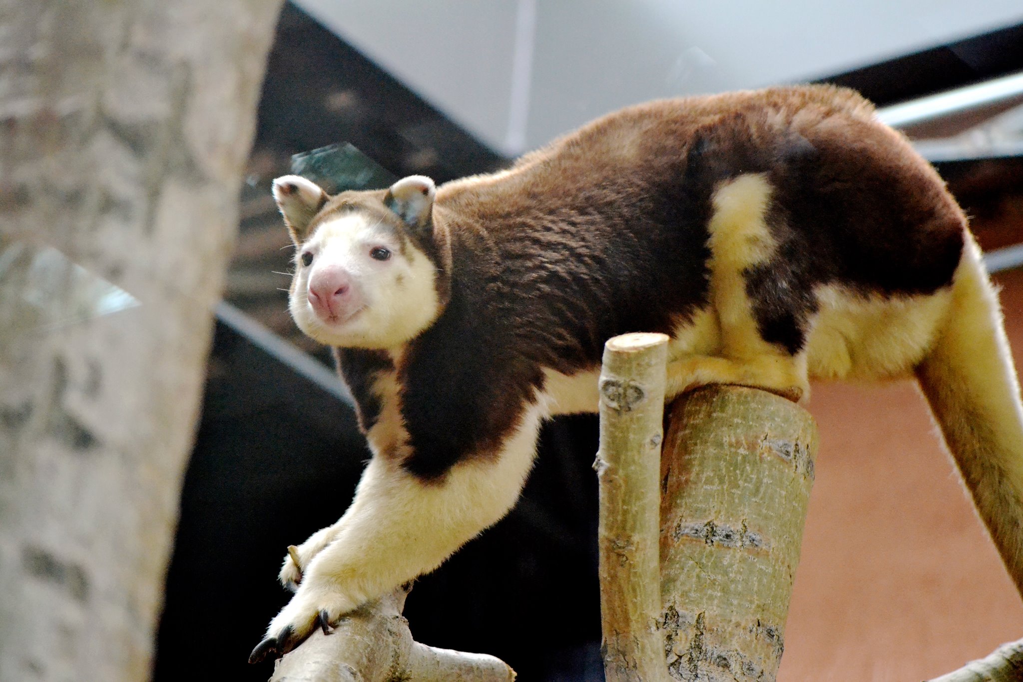 Featured Animals - Matschie's Tree Kangaroo - CMZoo