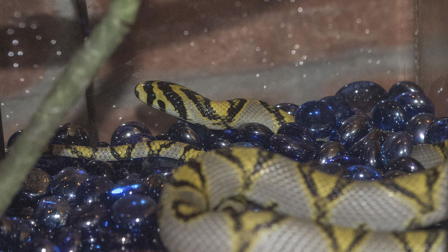 Featured Animals - Mandarin Trinket Snake - CMZoo