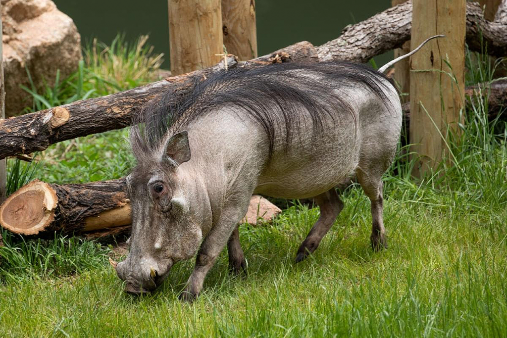 Featured Animals - Warthog - CMZoo
