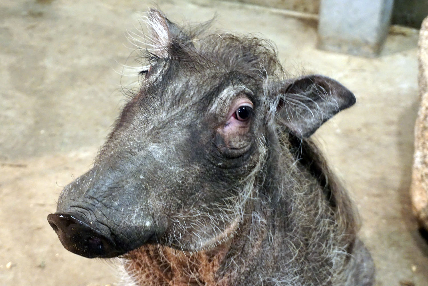 Featured Animals - Warthog - CMZoo