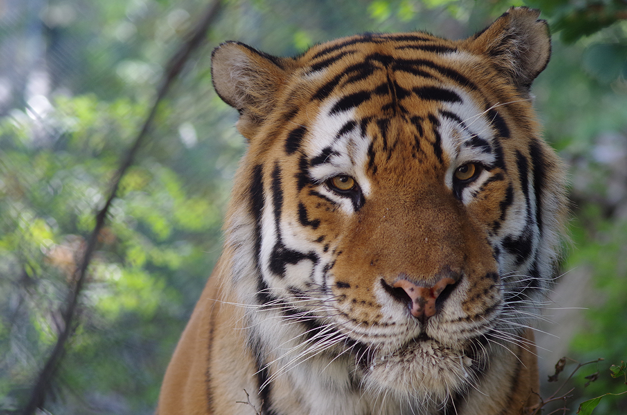 A Grateful Farewell: Thimbu's Relocation for the Survival of Amur ...