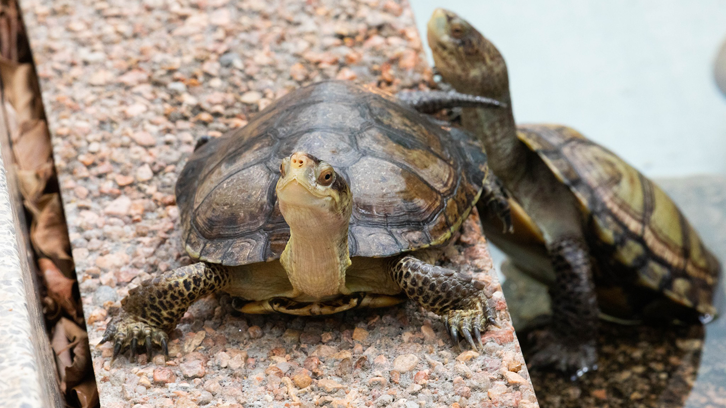 Featured Animals - Western Pond Turtle - CMZoo