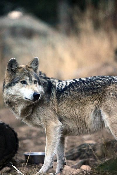 Featured Animals - Mexican Wolf - CMZoo