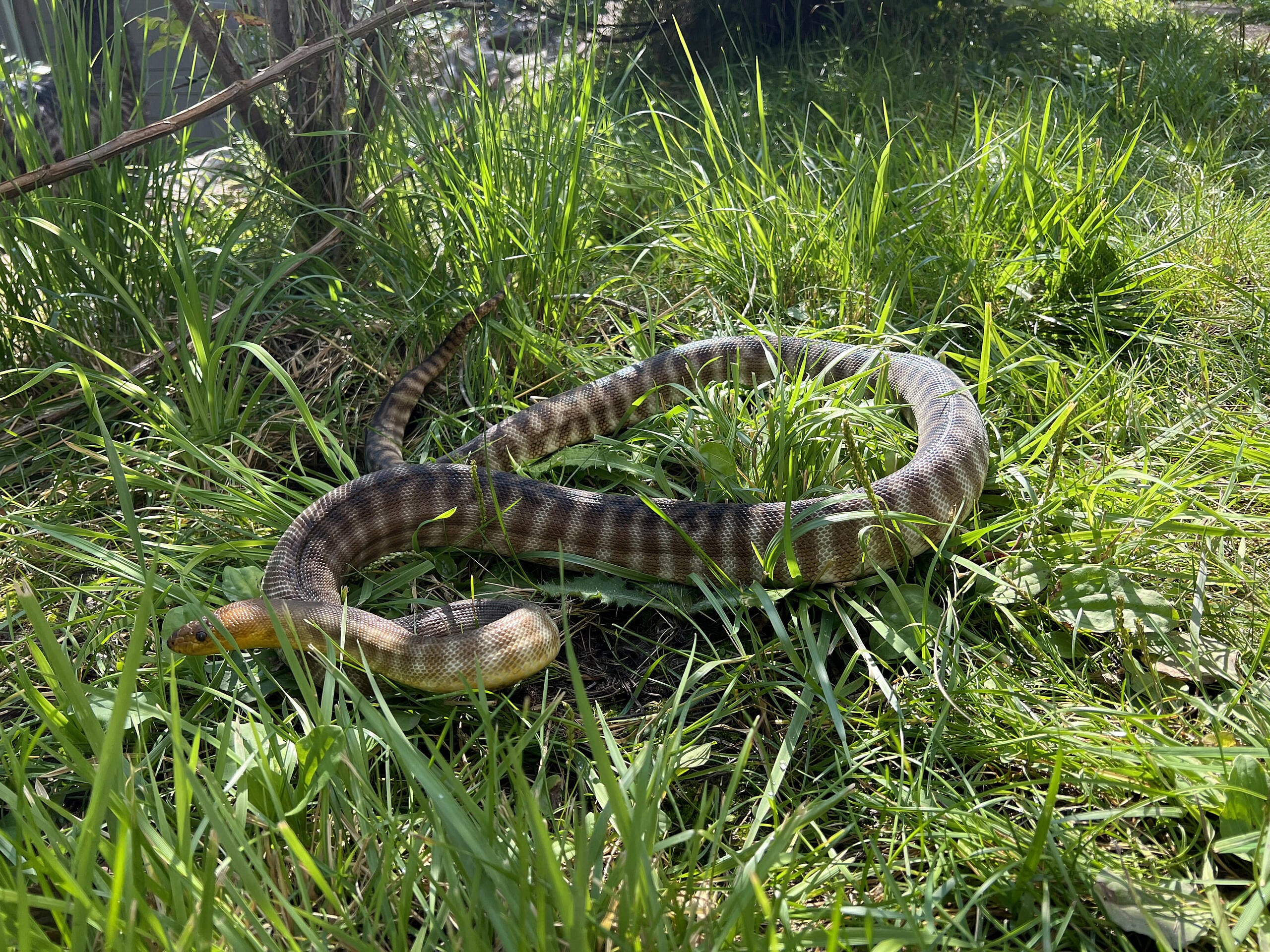 Featured Animals - Woma Python - CMZoo