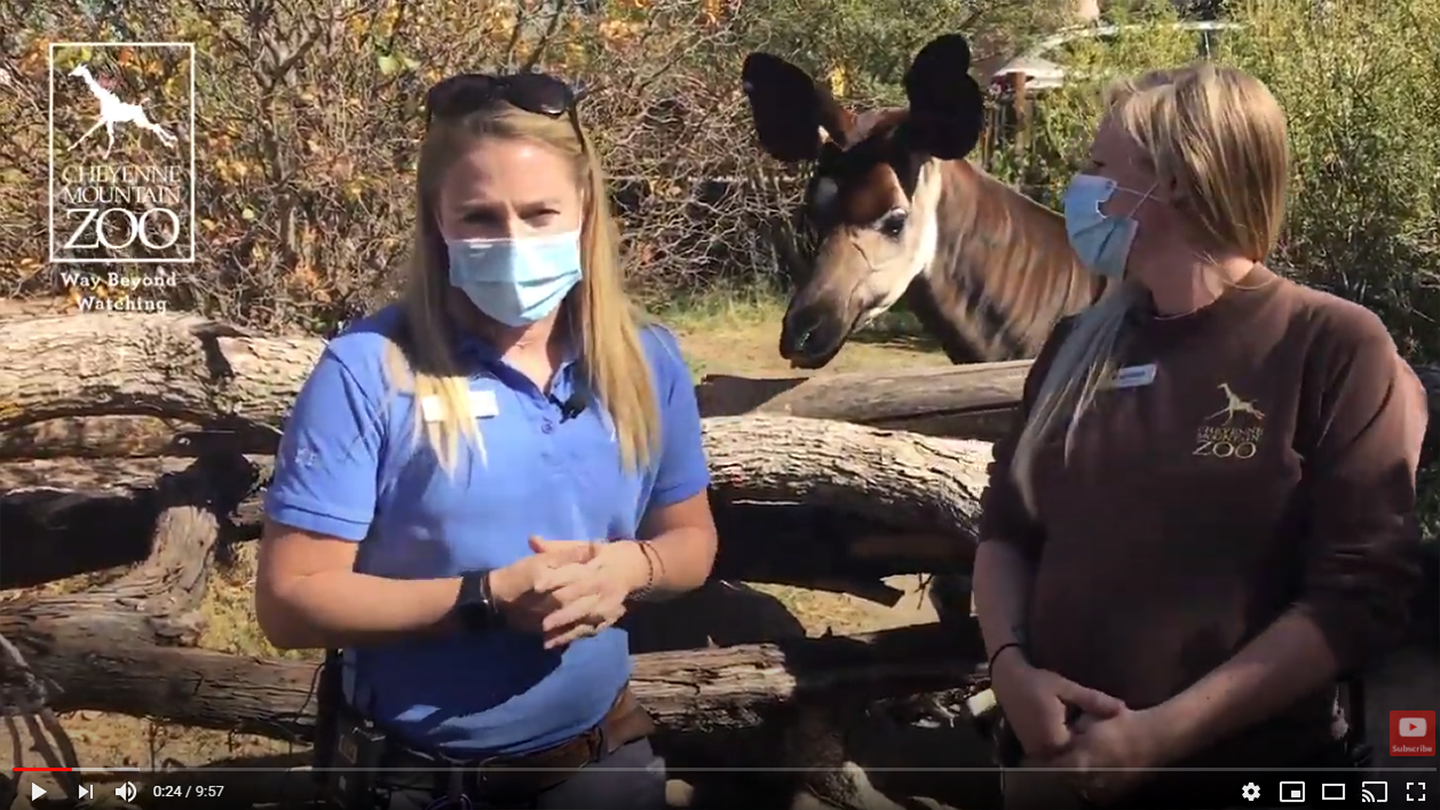 Celebrate World Okapi Day with Bahati - CMZoo