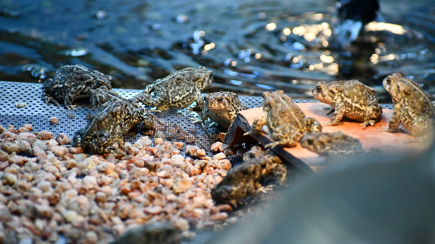 Our Ten Wyoming Toadlets Have Been Fine-Tuning Their Hunting Skills - CMZoo
